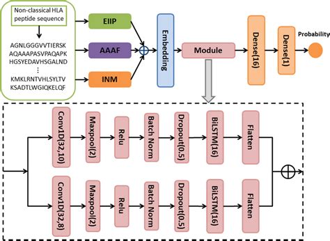 The Flowchart Of Deephlapred Dense Stands For Fully Connected Layer