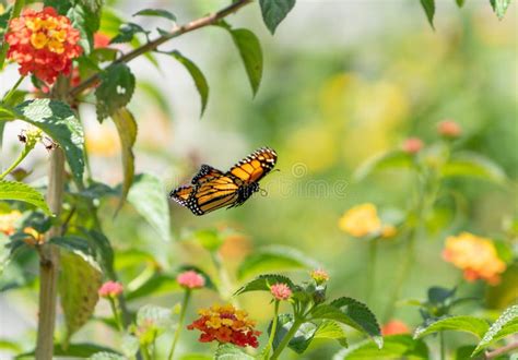 Monarch Butterfly And Bright Summer Lantana Flowers Stock Image Image