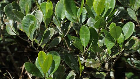 Kokoona Zeylanica Kokun ෴ කොකුන් Lakpura®