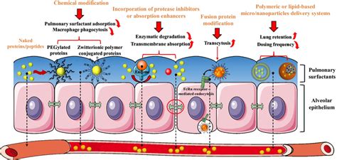 Schematic Representation Of Strategies To Enhance The Systemic