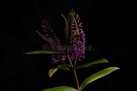 Single Stem Of Veronica Speciosa Or Hebe Stock Image Image Of
