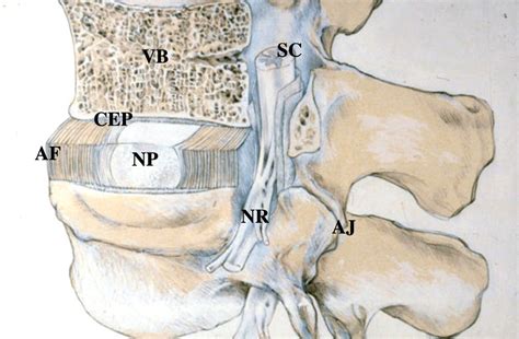 A Schematic View Of A Spinal Segment And The Intervertebral Disc The