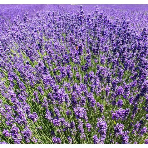 Lavandula Angustifolia Hidcote Gardencentrumhu Webshop