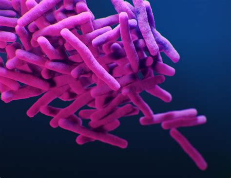Mycobacterium Tuberculosis Bacteria Under Microscope