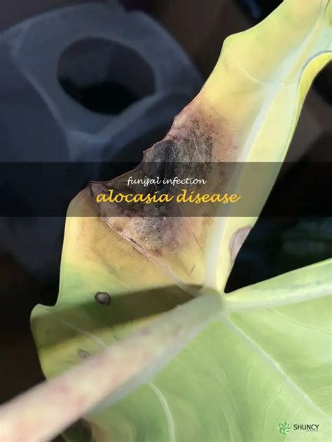 Uncovering The Hidden Threat Alocasia Disease Caused By Fungal