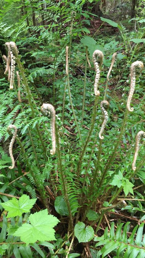 44 Best Sol Duc Falls Images On Pholder Earth Porn Washington And National Park