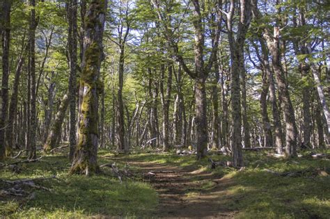 Un Viaje Al Fascinante Mundo De Los Nothofagus Los Misterios Y La Desafiante Supervivencia De