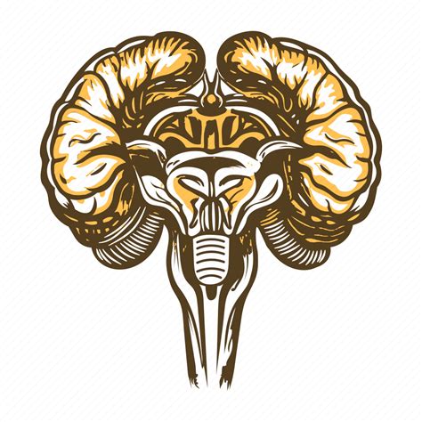 Brain Stem Midbrain Neural Physiology Biology Icon Download On