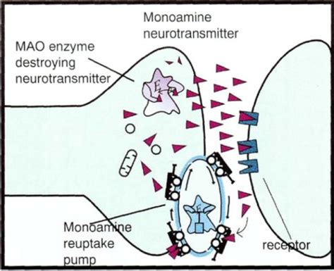 Monoamine Theory Of Depression
