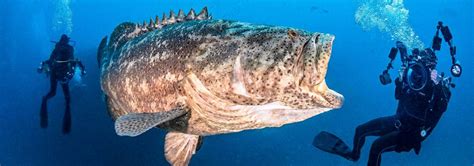 Goliath Grouper Eats Human