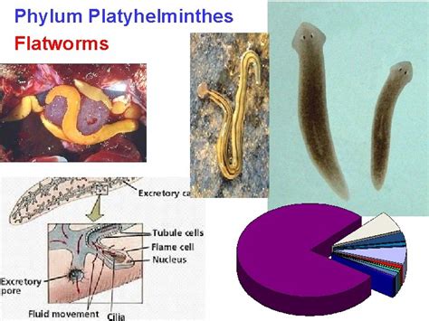 Eumetazoa Bilateria Triploblastic Phylum Platyhelminthes Flatworms Parenchyma Tissue