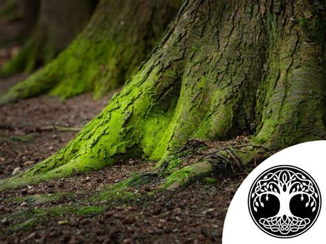 Celtic Tree Of Life Tattoo Meaning And Significance