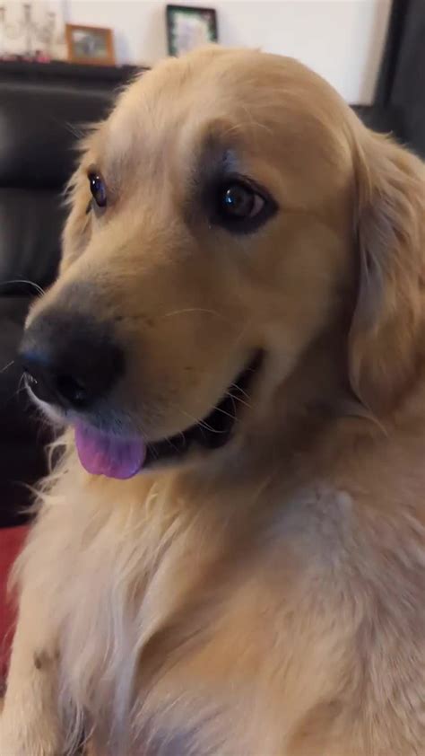 30 Seconds Of A Very Good Puppy Being Informed He Is Indeed Very Good