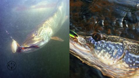 Muskie Vs Pike 6 Key Differences Between These Iconic Fish