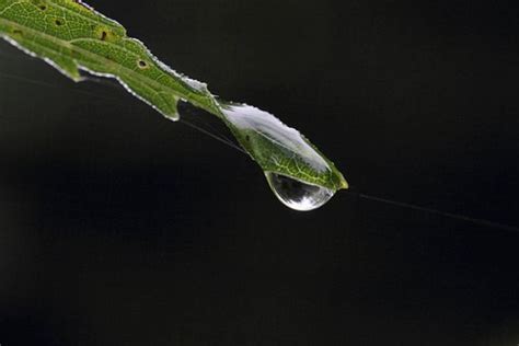 40 Free Leaf Tip And Plant Images Pixabay