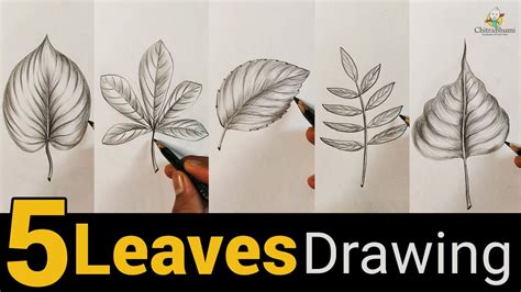 Pencil Drawings Of Leaves
