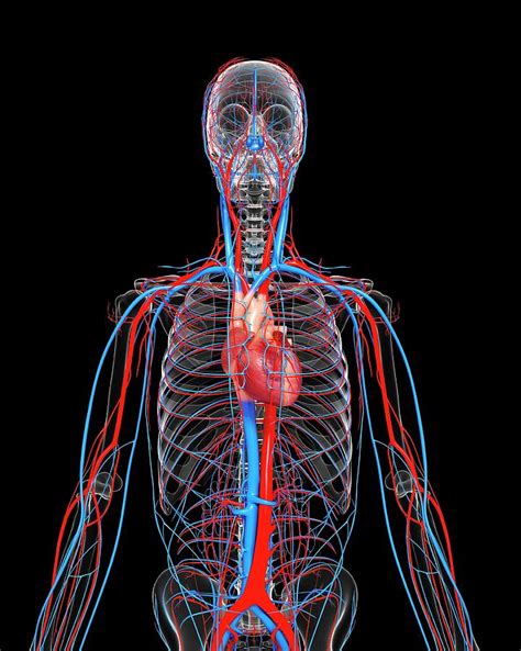 Cardiovascular System Photograph By Pixologicstudioscience Photo