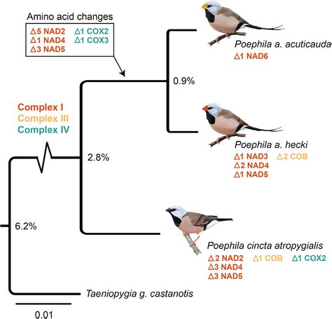 Griffith Ecology Lab Understanding Avian Ecology In Australia The