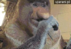 Shaved Monkey S Find And Share On Giphy