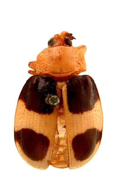 Cladispa Baly 1858 22 Hispines Of The World