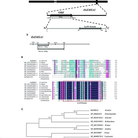 Zig Zag Model As Described By Jones And Dangl 2006 The Zig Zag Model Download Scientific