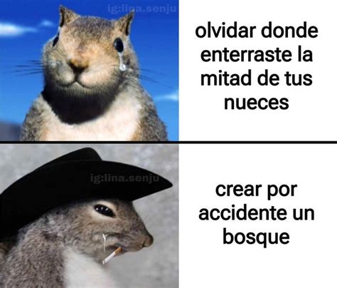 Top Memes De Ardilla En Español Memedroid