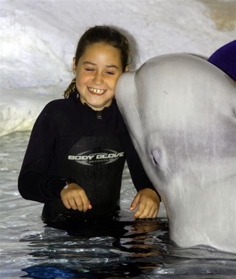 Seaworld Tours Beluga Interaction And Wild Arctic Blog