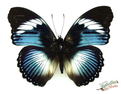 Hypolimnas Monteironis Scarce Blue Diadem World Of Butterflies And Moths