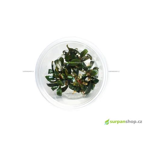 Bucephalandra Sp Serimbu Brown In Vitro Dennerle