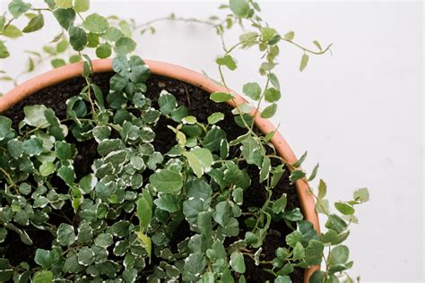 How To Grow And Care For Creeping Fig