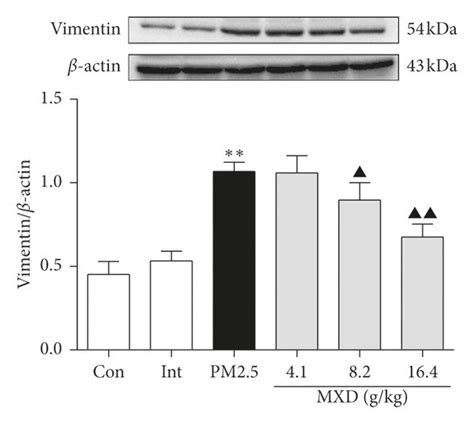 A 7 Day Continuous Treatment With Mxd Ameliorates Emt In Rat Lungs A