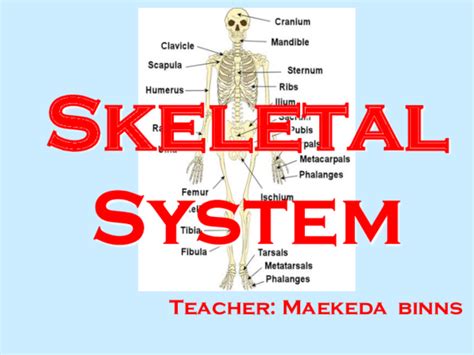 ppt skeletal system ppt