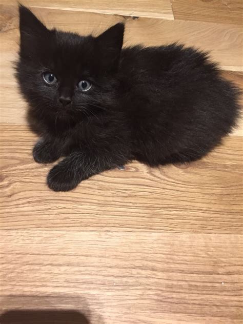 Black Ragdoll Kitten