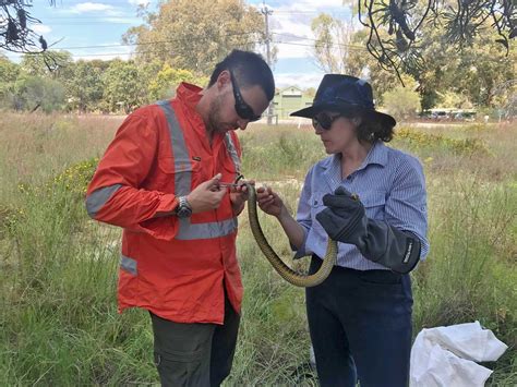 Harmful Substances Impacting Tiger Snakes Across Perth Study Finds Csiro