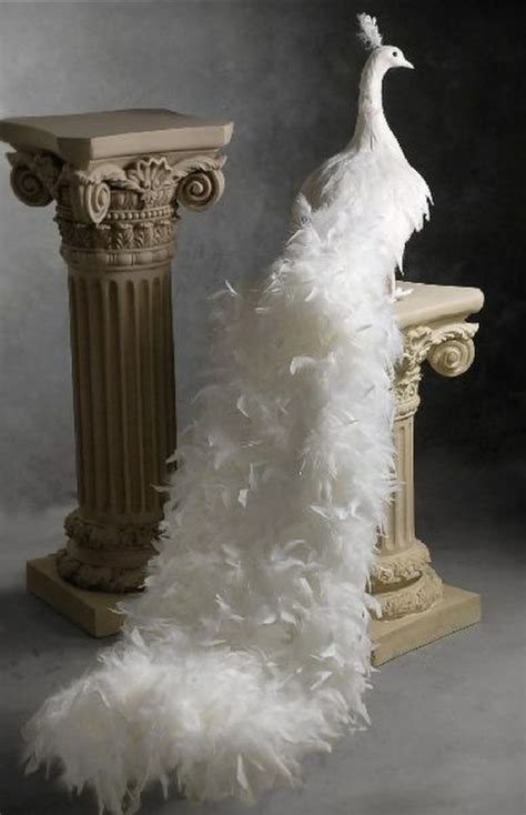 White Peacock Wedding White Wash Peacock Chairs — Auckland Event