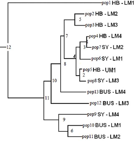 Cluster Of Populations From Study Aezs Dendrogram Based Neis 1978