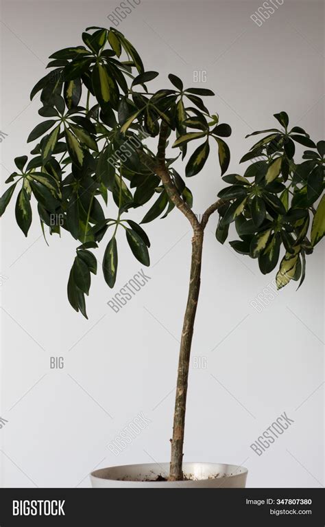 Schefflera Plant Stem