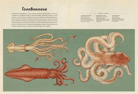 Анималиум — 365 Книг