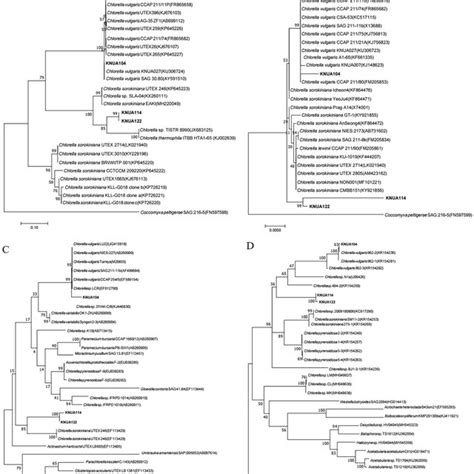 Molecular Phylogenetic Analysis According To The Maximum Likelihood
