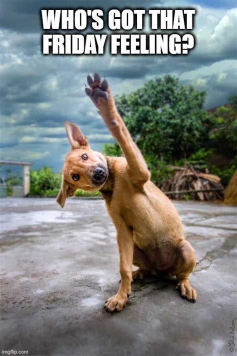 Funny Dog Memes Friday