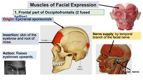 Anatomy Of The Face And Scalp Medicalppsx