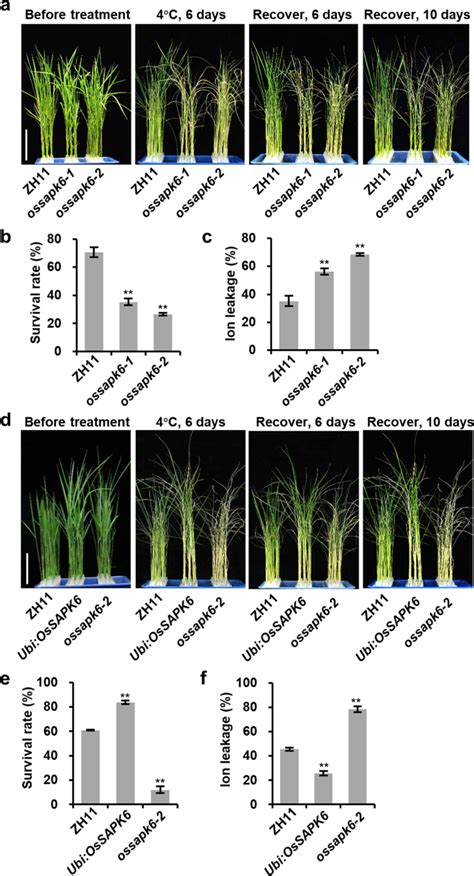 Ossapk6 低温诱导的 Ipa1 磷酸化激活水稻耐低温反应cell Discovery X Mol