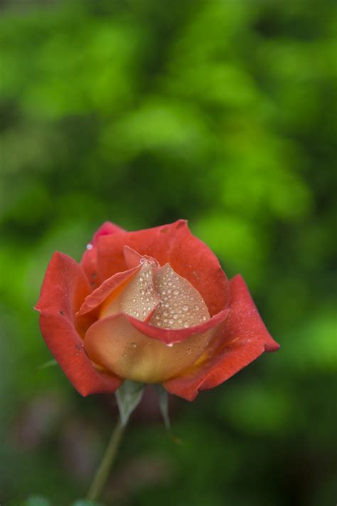 Rose Free Stock Photo Public Domain Pictures