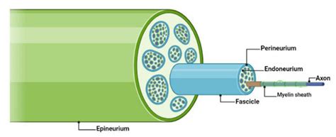 Peripheral Nerve Anatomy Download Scientific Diagram