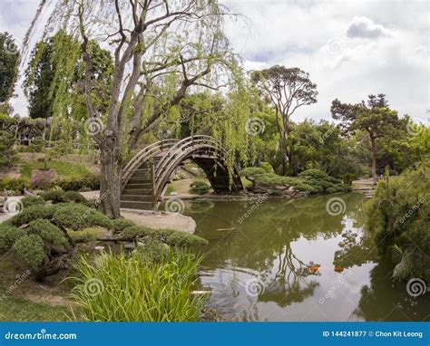 Beautiful Japanese Garden Of Huntington Library Editorial Photography