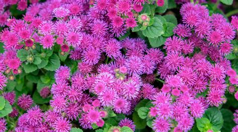 How To Plant Grow And Care For Floss Flower