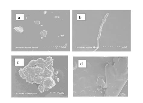 Scanning Electron Micrographs Of Different Forms Of Download Scientific Diagram