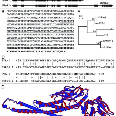 C Elegans Genome Encodes A Stat Like Protein F58e61 A Genomic