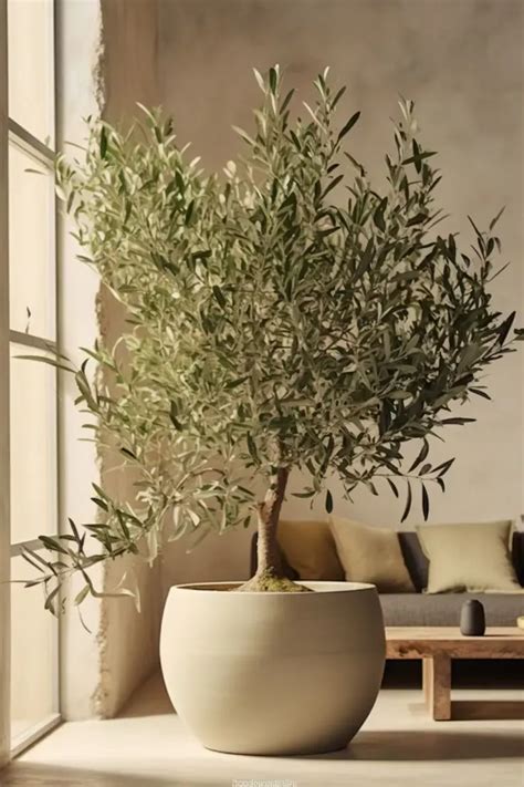 Best 13 How To Grow And Care For Indoor Olive Tree Artofit
