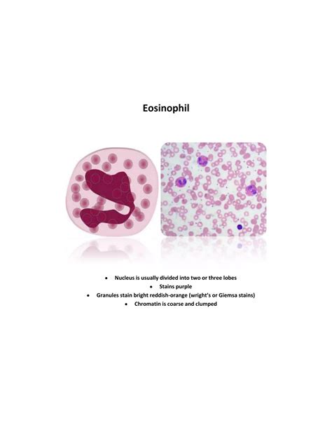 Hematology Cell Book Docx